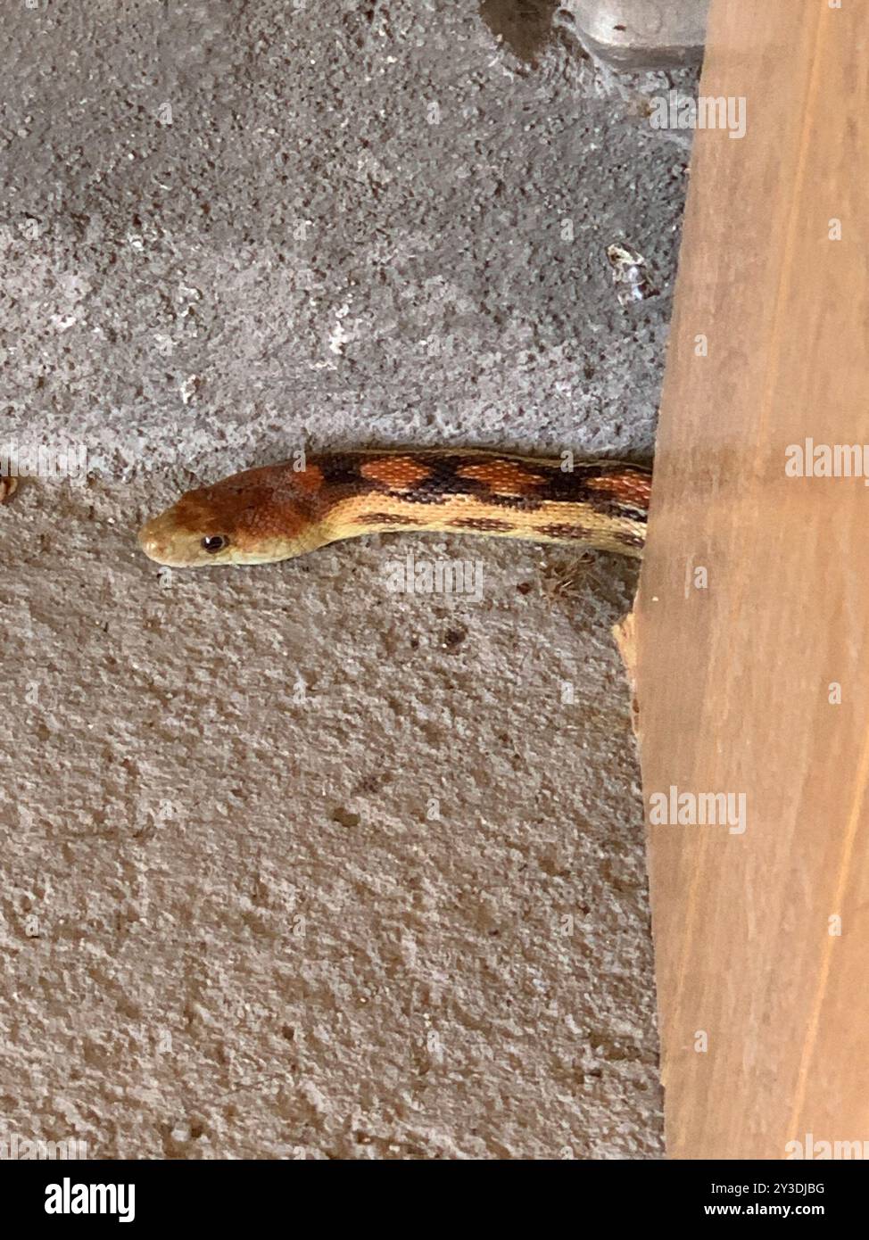 Cape Gopher Snake (Pituophis vertebralis) Reptilia Stock Photo - Alamy