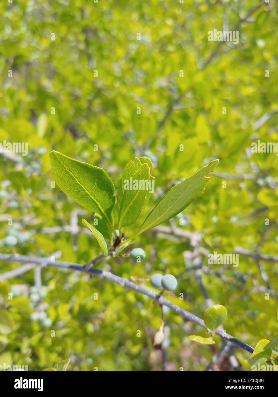 New Mexico olive (Forestiera pubescens pubescens) Plantae Stock Photo ...