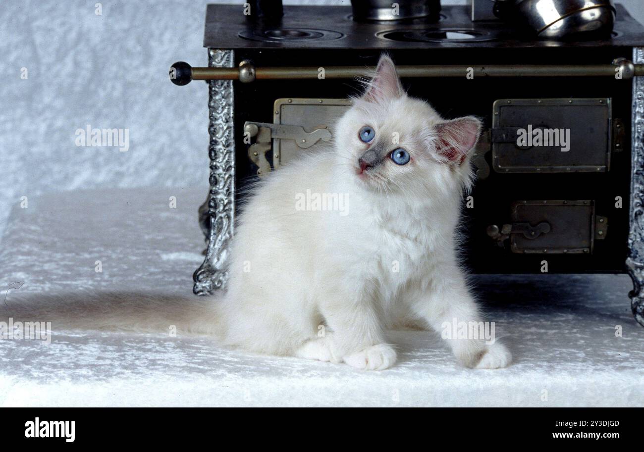 Holy Birman, bluepoint 10 weeks old, 10 weeks old female cat Stock ...