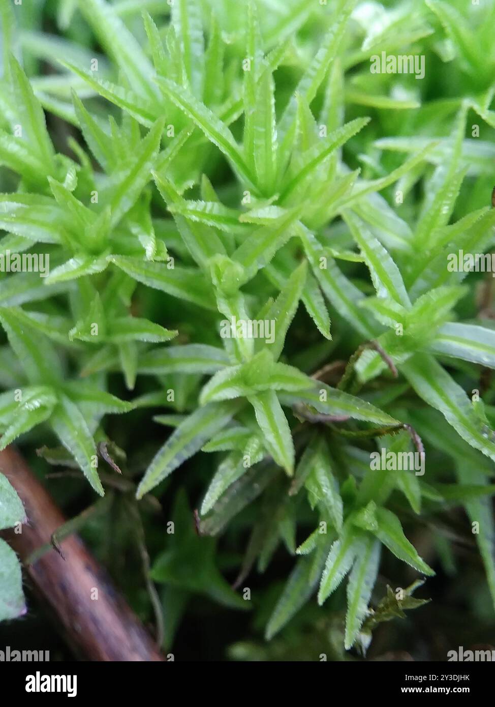 lesser smoothcap (Atrichum angustatum) Plantae Stock Photo - Alamy