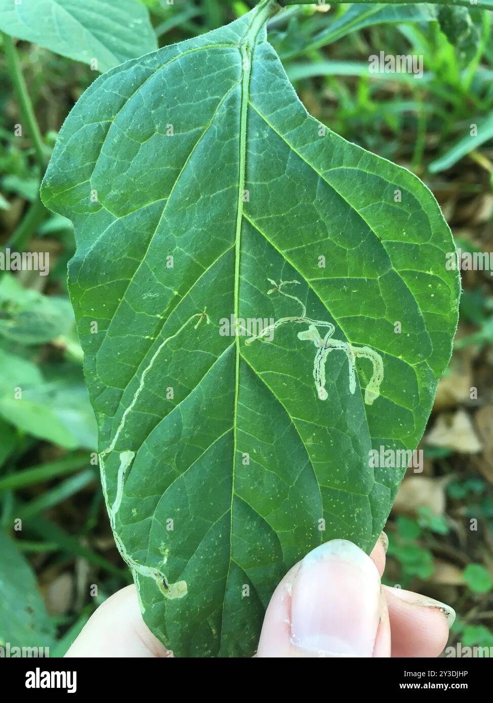 Winged and Once-winged Insects (Pterygota) Insecta Stock Photo - Alamy
