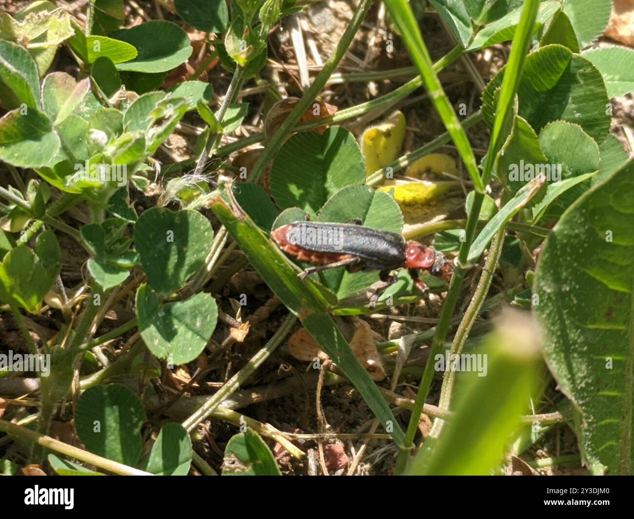 Rustic Sailor Beetle (Cantharis rustica) Insecta Stock Photo - Alamy