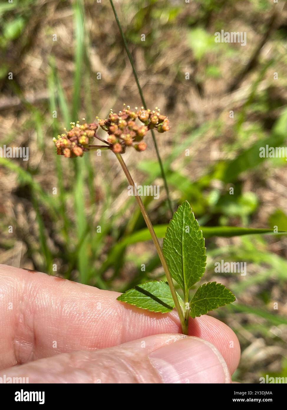 purple meadow-parsnip (Thaspium trifoliatum trifoliatum) Plantae Stock ...