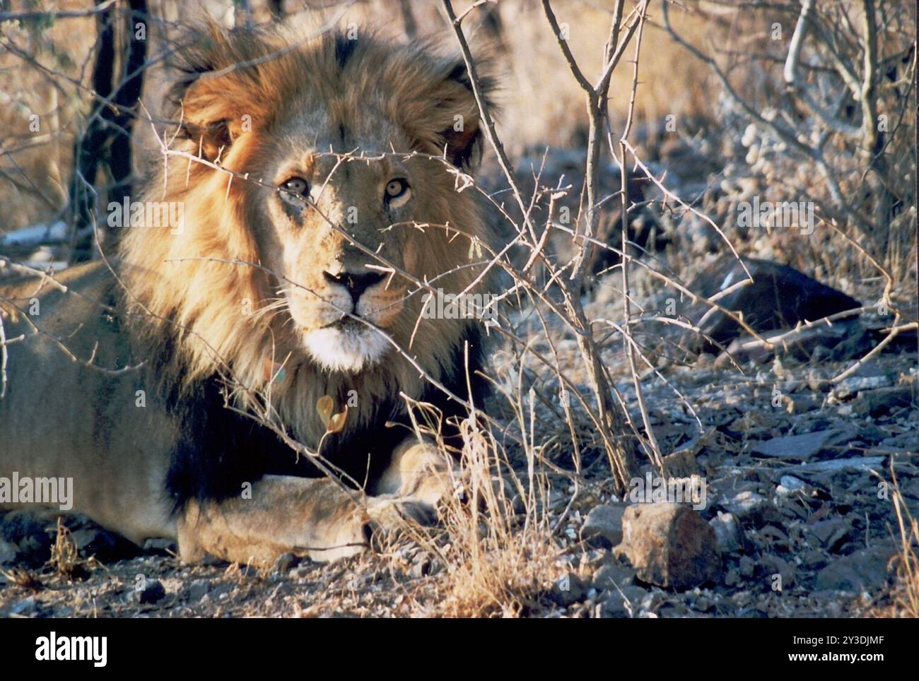 Southern Lion (Panthera leo melanochaita) Mammalia Stock Photo - Alamy