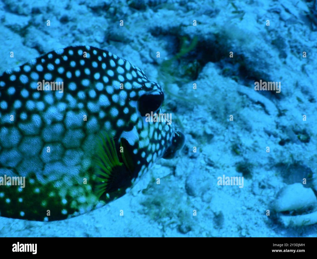 Smooth Trunkfish (Lactophrys triqueter) Actinopterygii Stock Photo - Alamy