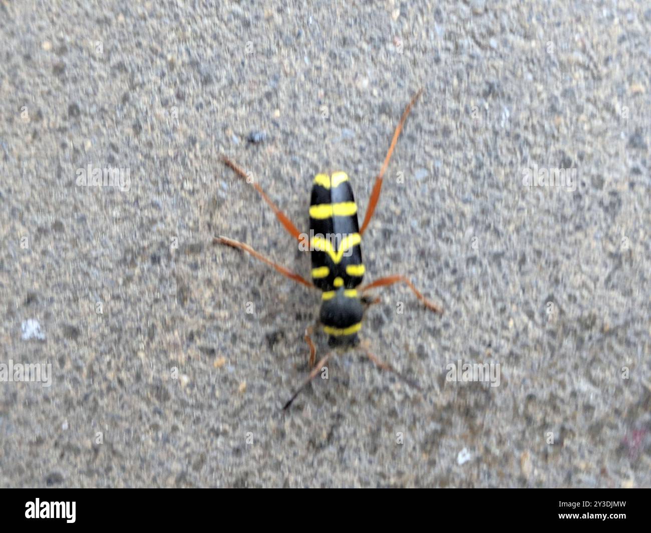 Wasp Beetle (Clytus arietis) Insecta Stock Photo - Alamy