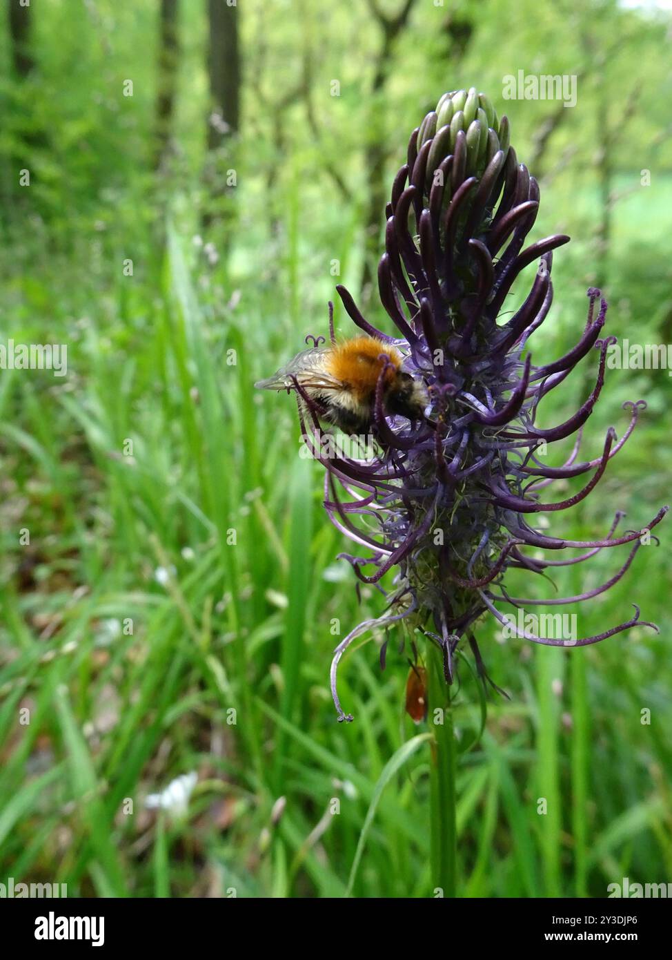 Black Rampion (Phyteuma nigrum) Plantae Stock Photo - Alamy
