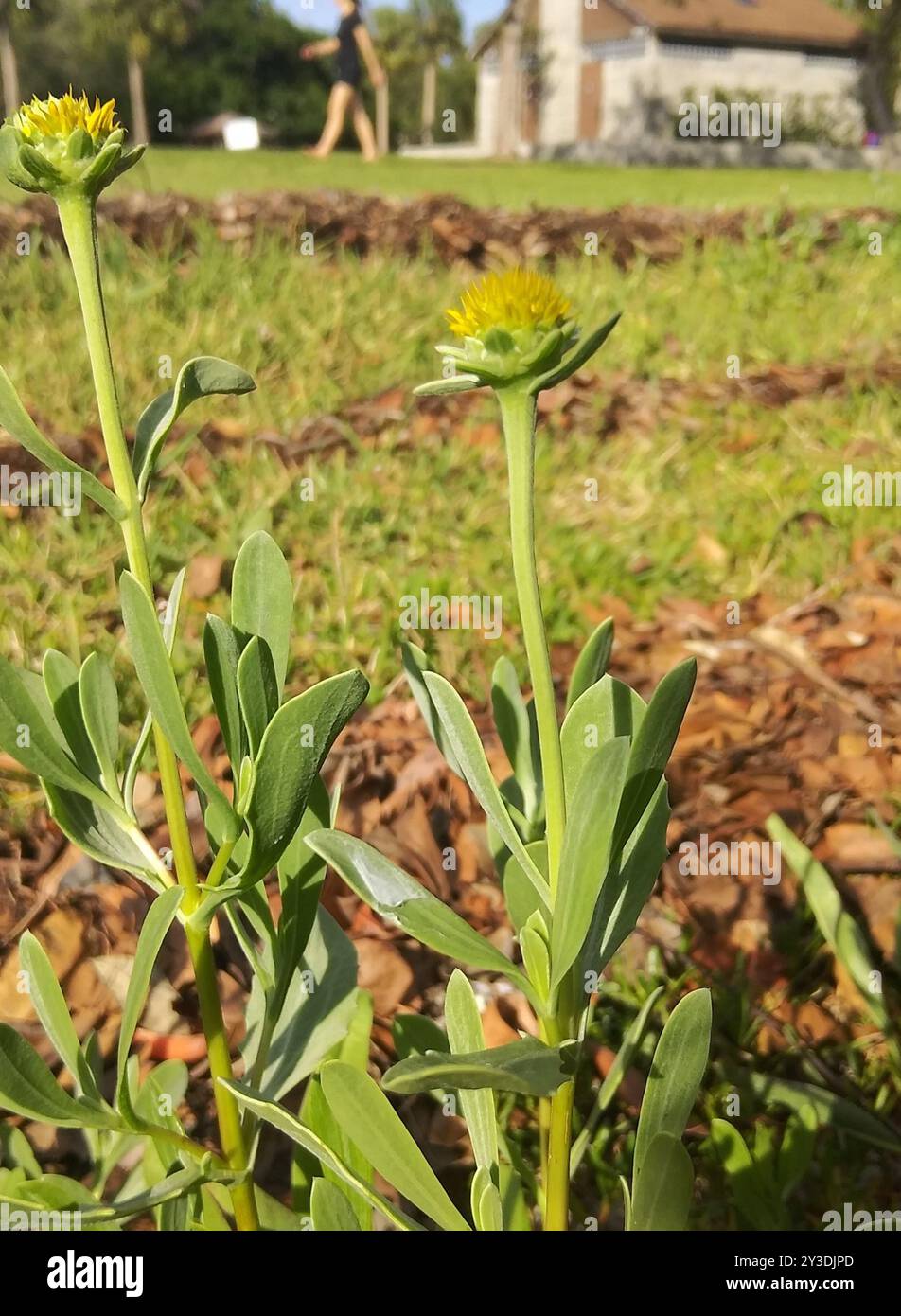 sea ox-eye (Borrichia frutescens) Plantae Stock Photo - Alamy