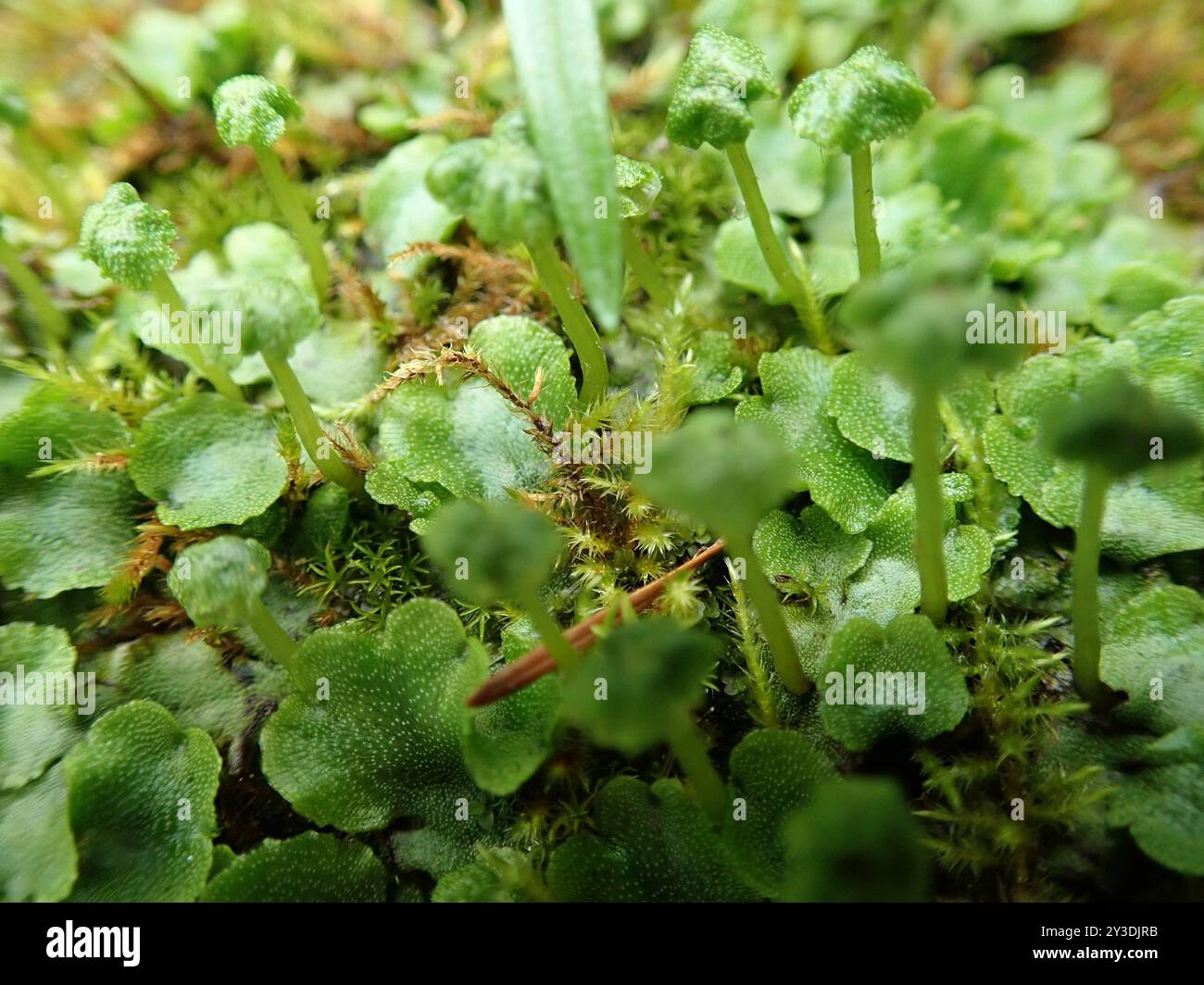 Narrow Mushroom-headed Liverwort (Marchantia quadrata) Plantae Stock ...