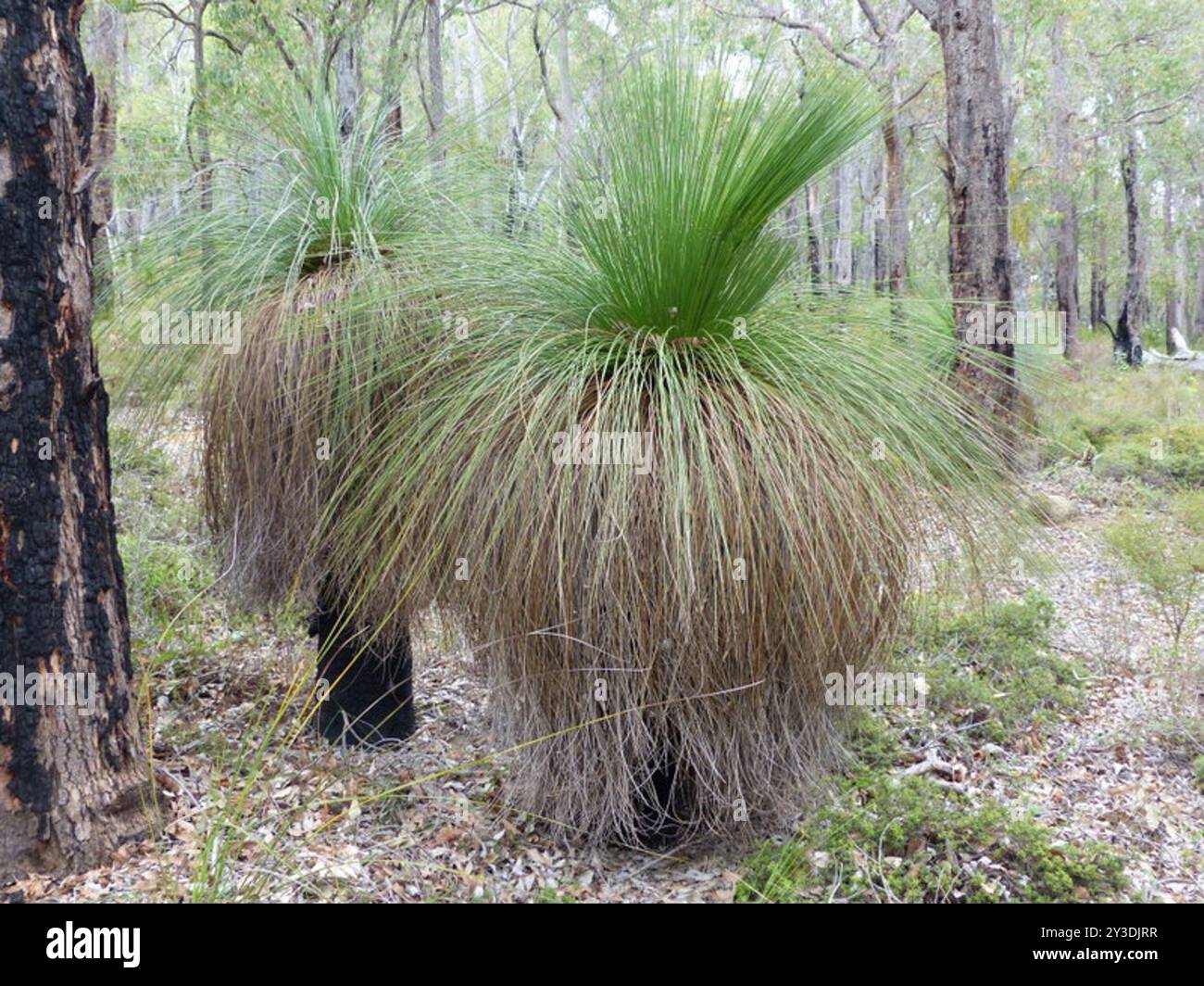 Balga (Xanthorrhoea preissii) Plantae Stock Photo - Alamy