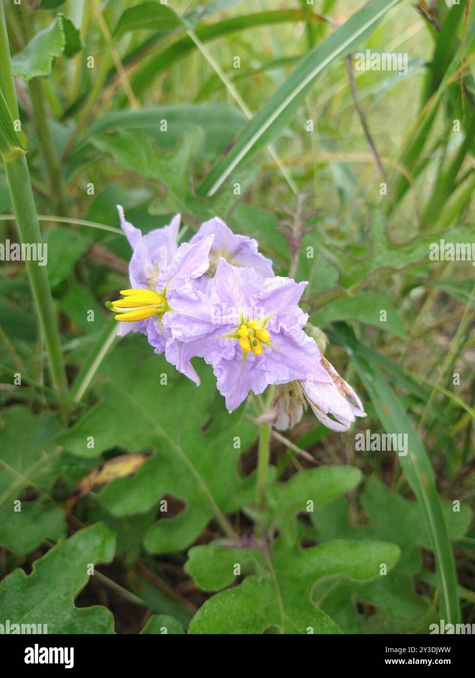 western horsenettle (Solanum dimidiatum) Plantae Stock Photo - Alamy