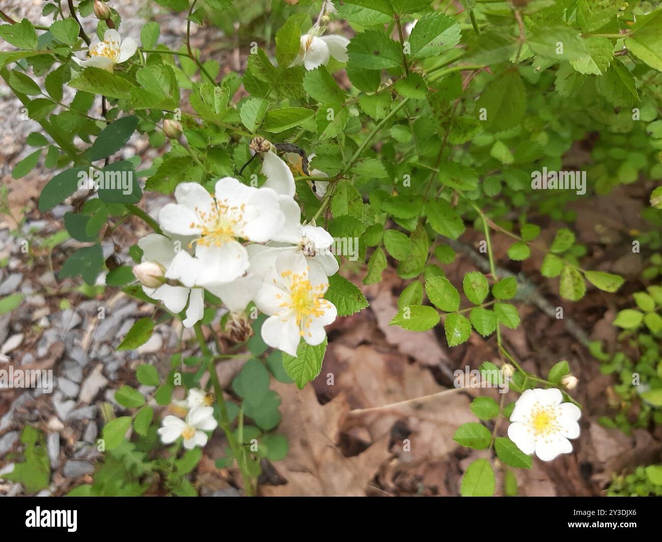 multiflora rose (Rosa multiflora) Plantae Stock Photo - Alamy