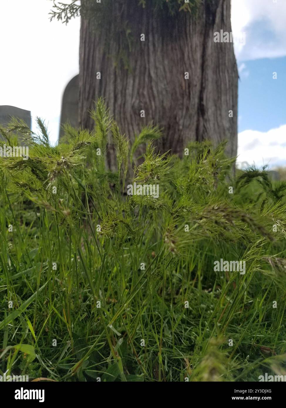 Bulbous Bluegrass (Poa bulbosa) Plantae Stock Photo - Alamy