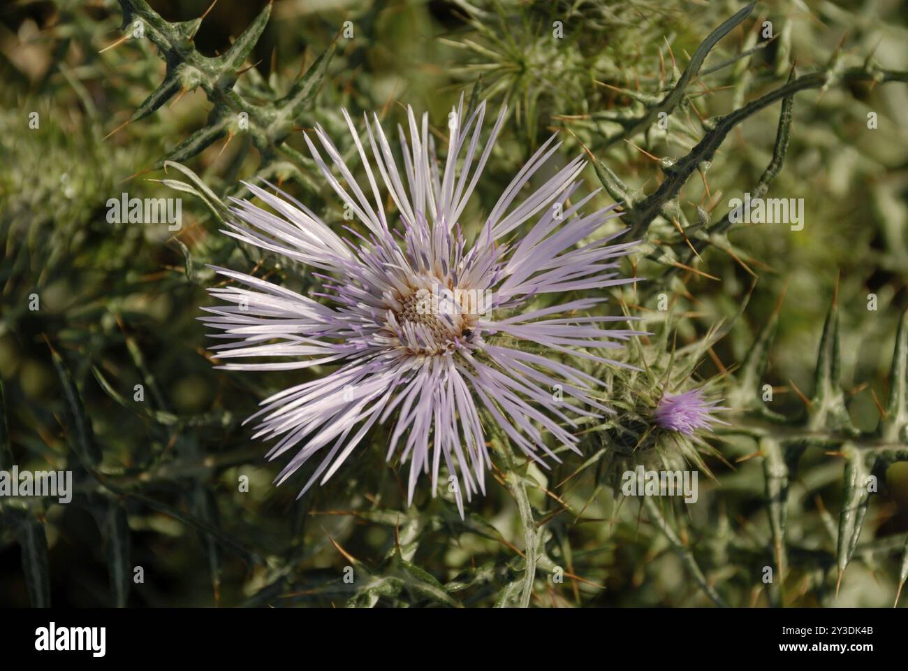 Galactites tomentosa, Majorca, Spain, Europe Stock Photo - Alamy