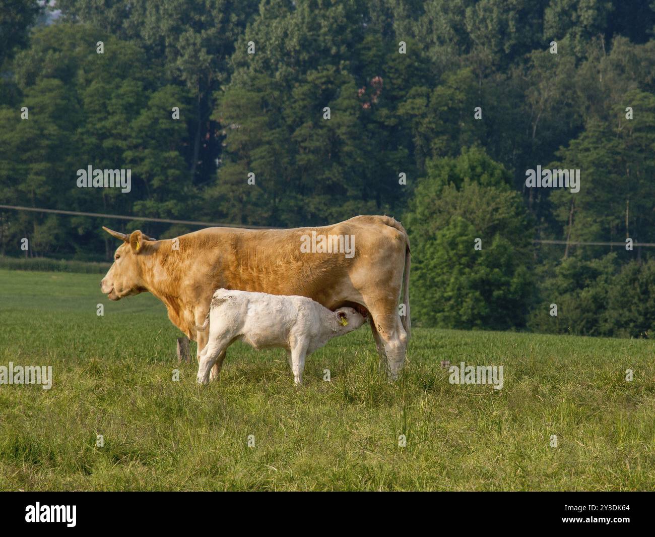 A cow and a calf on a green pasture, surrounded by lush trees and ...