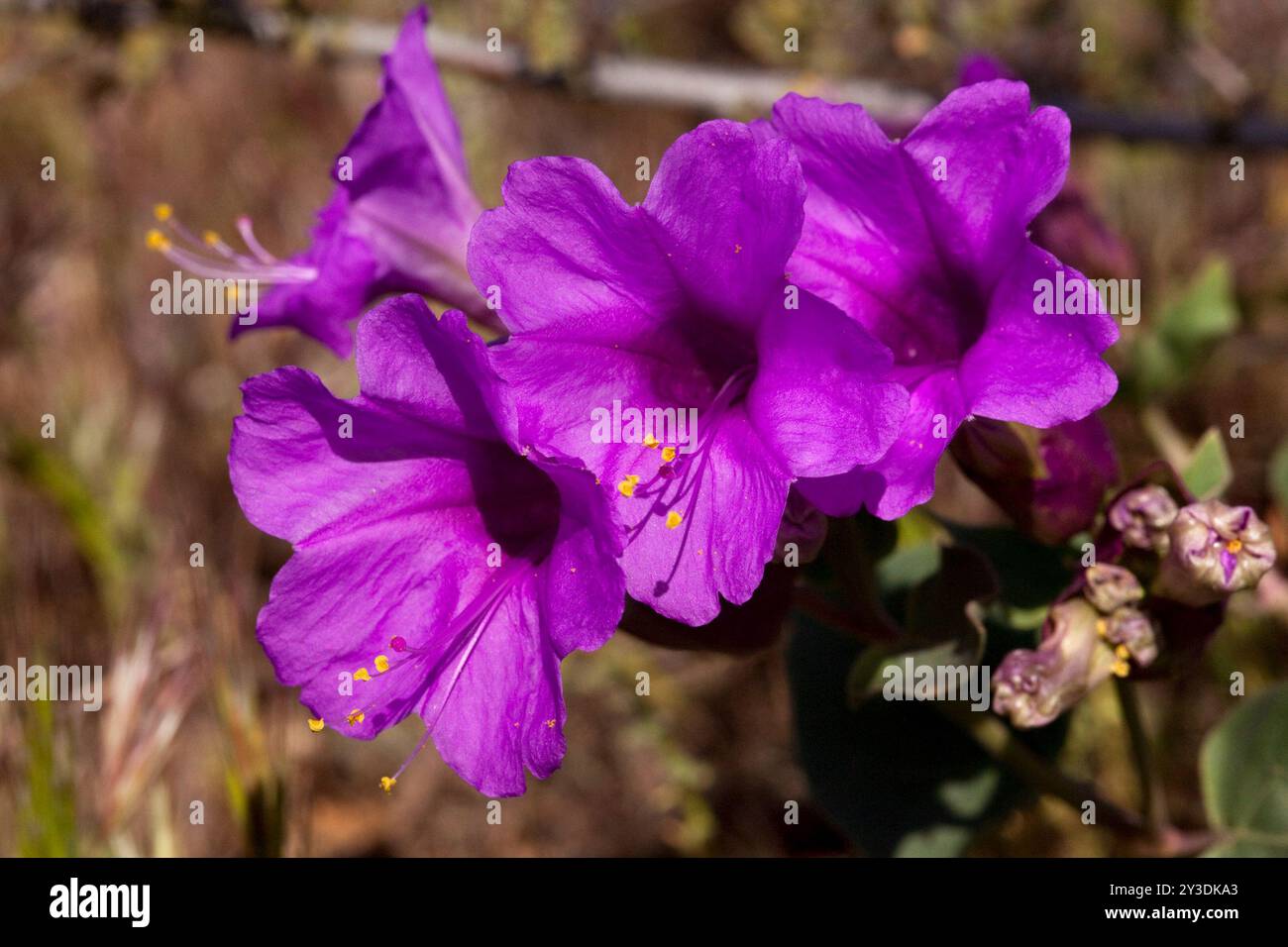 Colorado Four o'Clock (Mirabilis multiflora) Plantae Stock Photo - Alamy