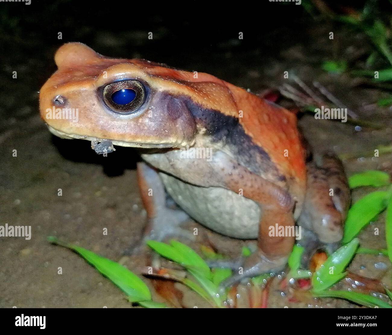 Ecuadorian Forest Toad (Rhaebo ecuadorensis) Amphibia Stock Photo - Alamy
