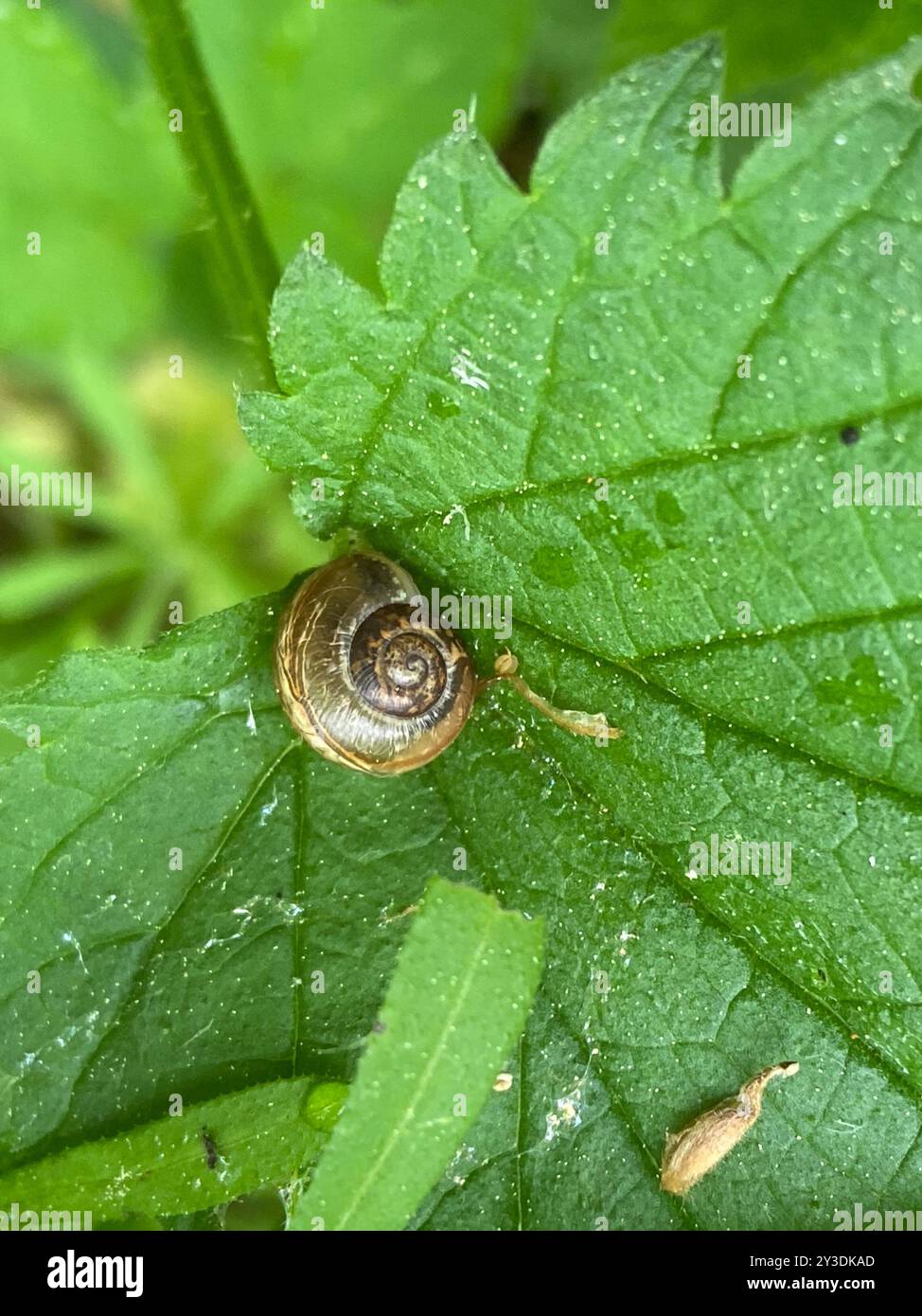 Copse Snail (Arianta arbustorum) Mollusca Stock Photo - Alamy