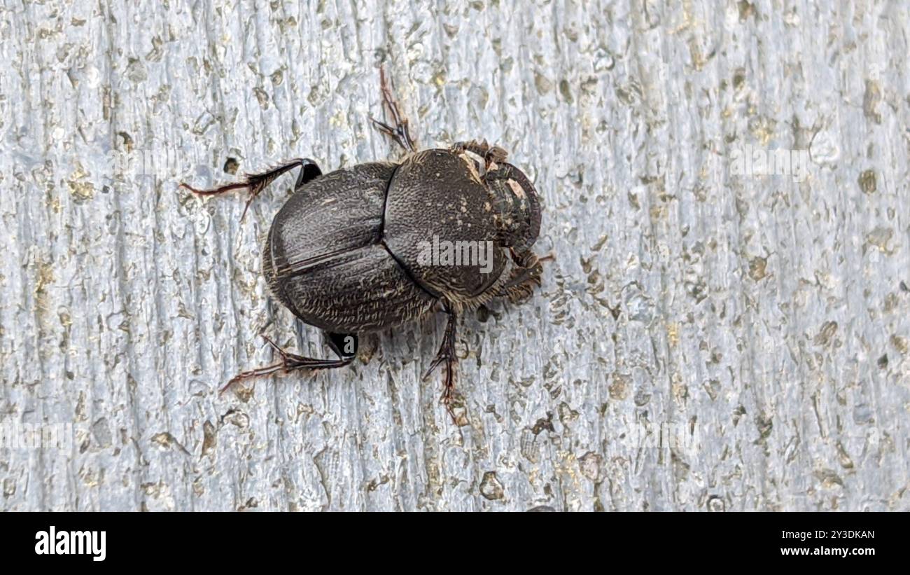 Dung Beetles (Scarabaeinae) Insecta Stock Photo - Alamy