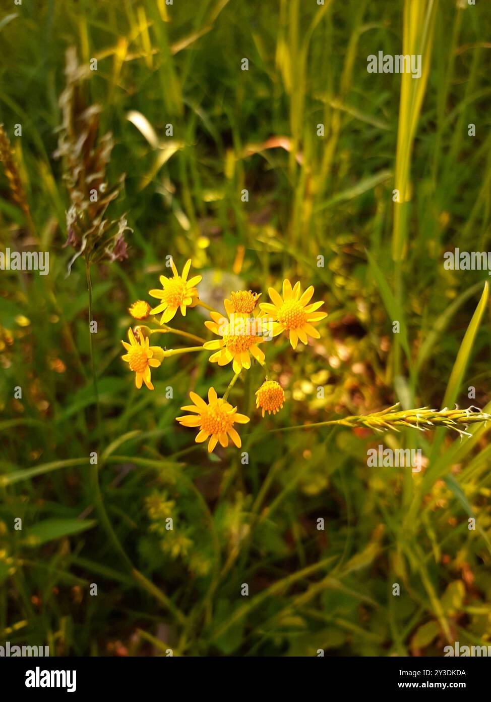 golden ragwort (Packera aurea) Plantae Stock Photo - Alamy