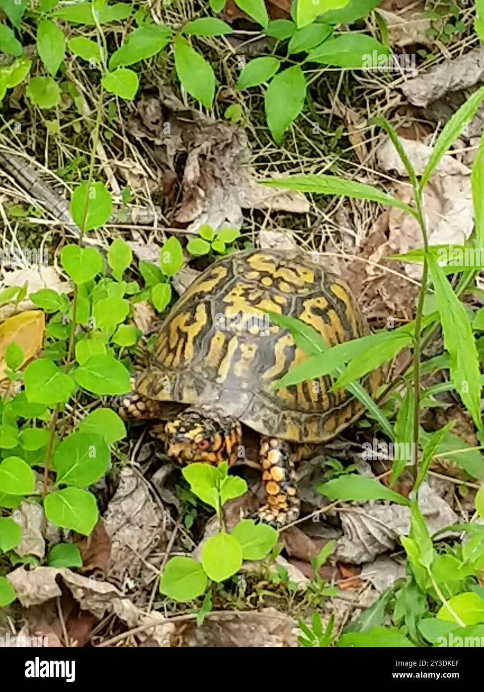 Eastern Box Turtle (Terrapene carolina carolina) Reptilia Stock Photo ...