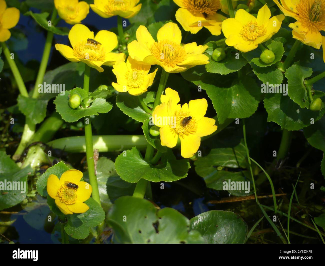 marsh marigold (Caltha palustris) Plantae Stock Photo - Alamy