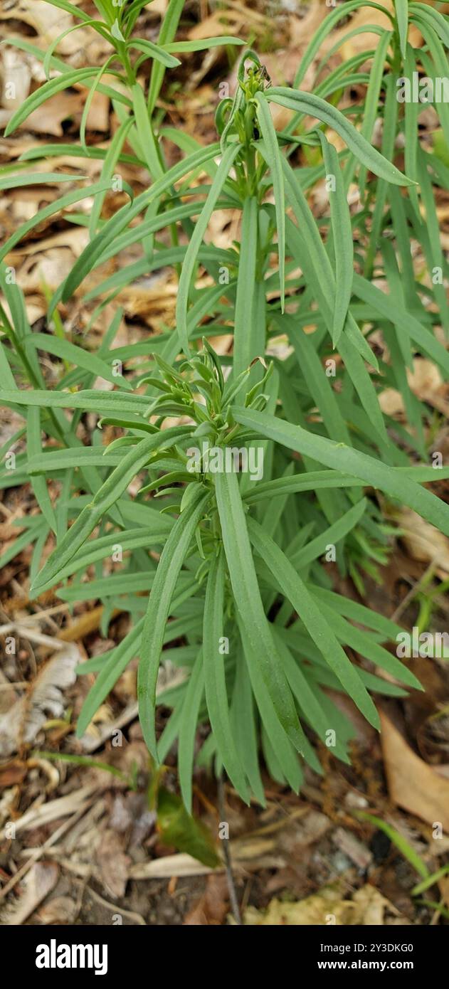 common toadflax (Linaria vulgaris) Plantae Stock Photo - Alamy