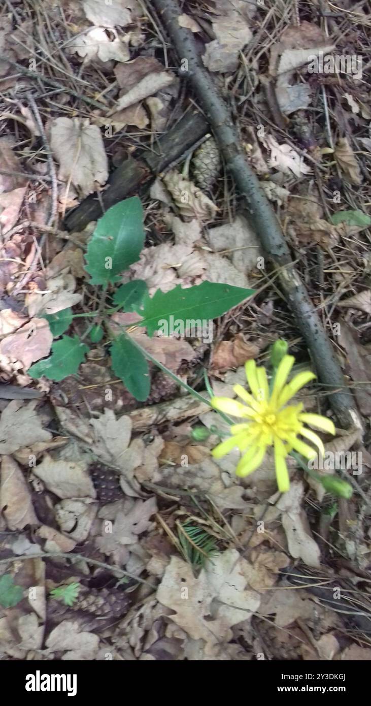 Wall hawkweed (Hieracium murorum) Plantae Stock Photo - Alamy