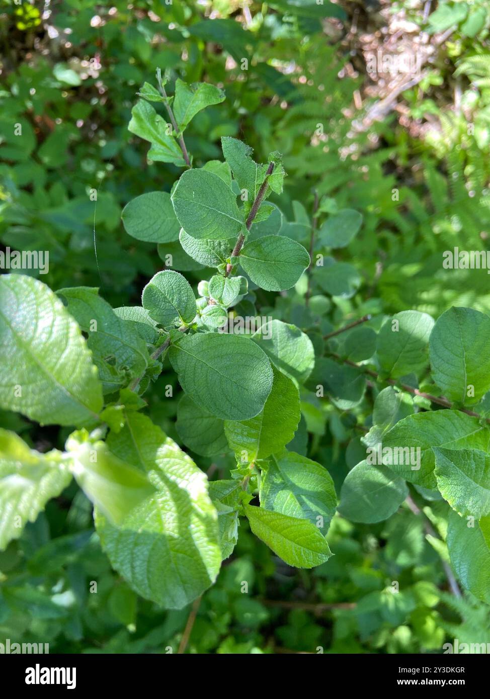 Eared Willow (Salix aurita) Plantae Stock Photo - Alamy