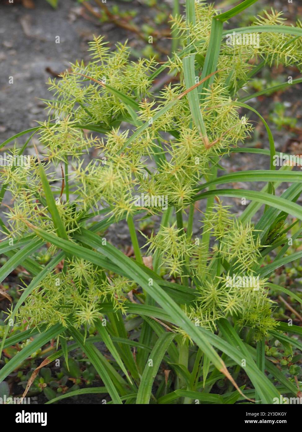 Fragrant flatsedge (Cyperus odoratus) Plantae Stock Photo - Alamy