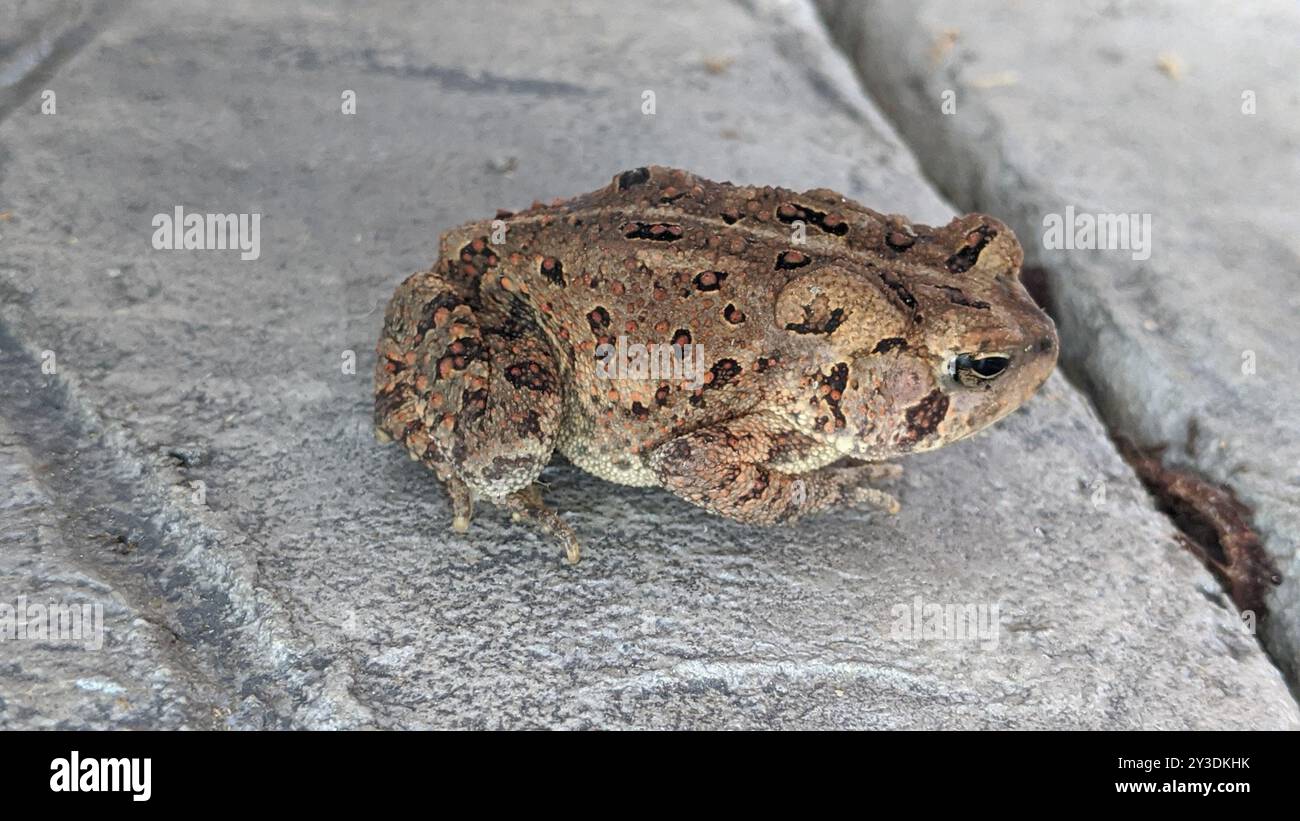 North American Toads (Anaxyrus) Amphibia Stock Photo - Alamy
