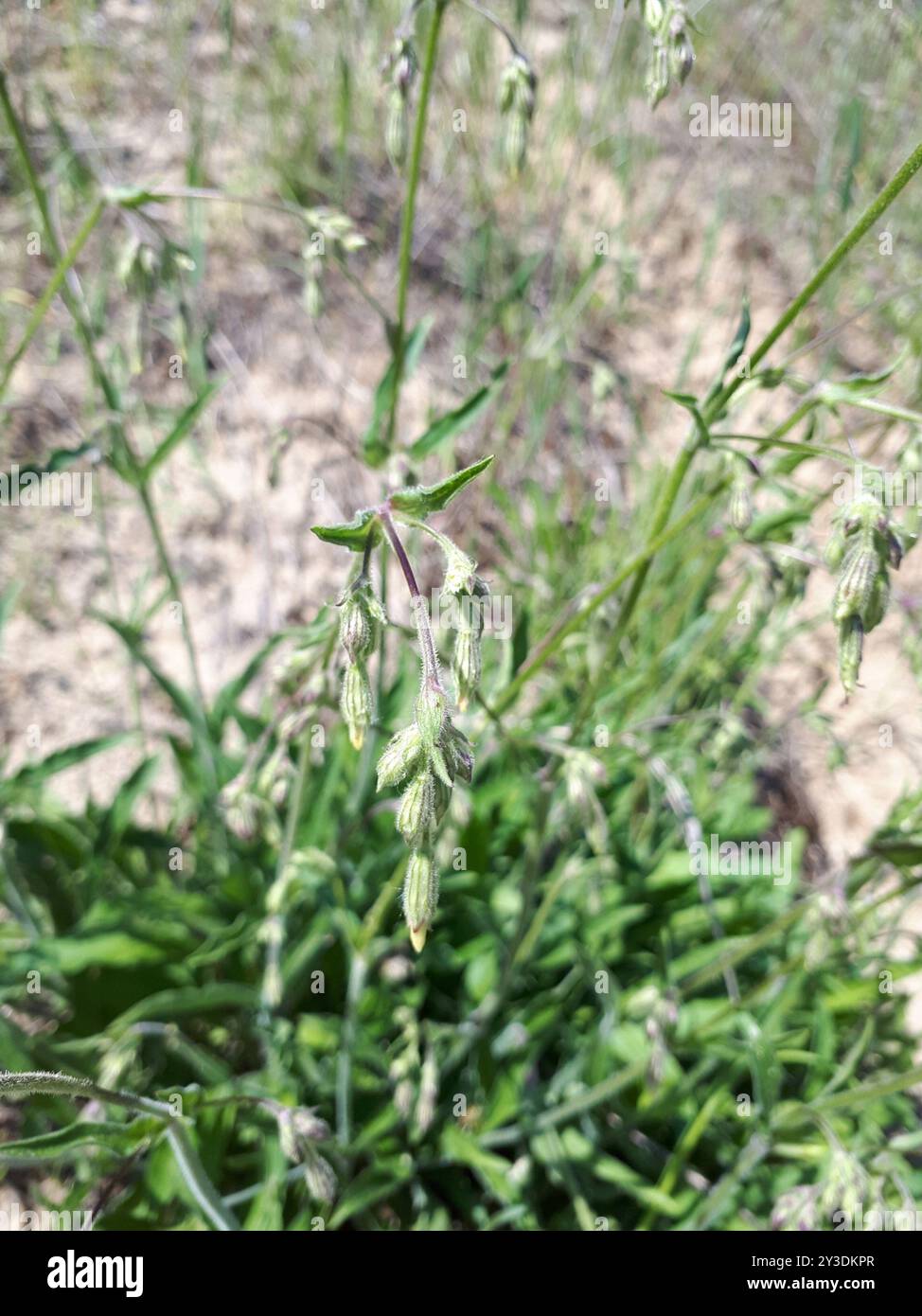 Nottingham Catchfly (Silene nutans) Plantae Stock Photo - Alamy