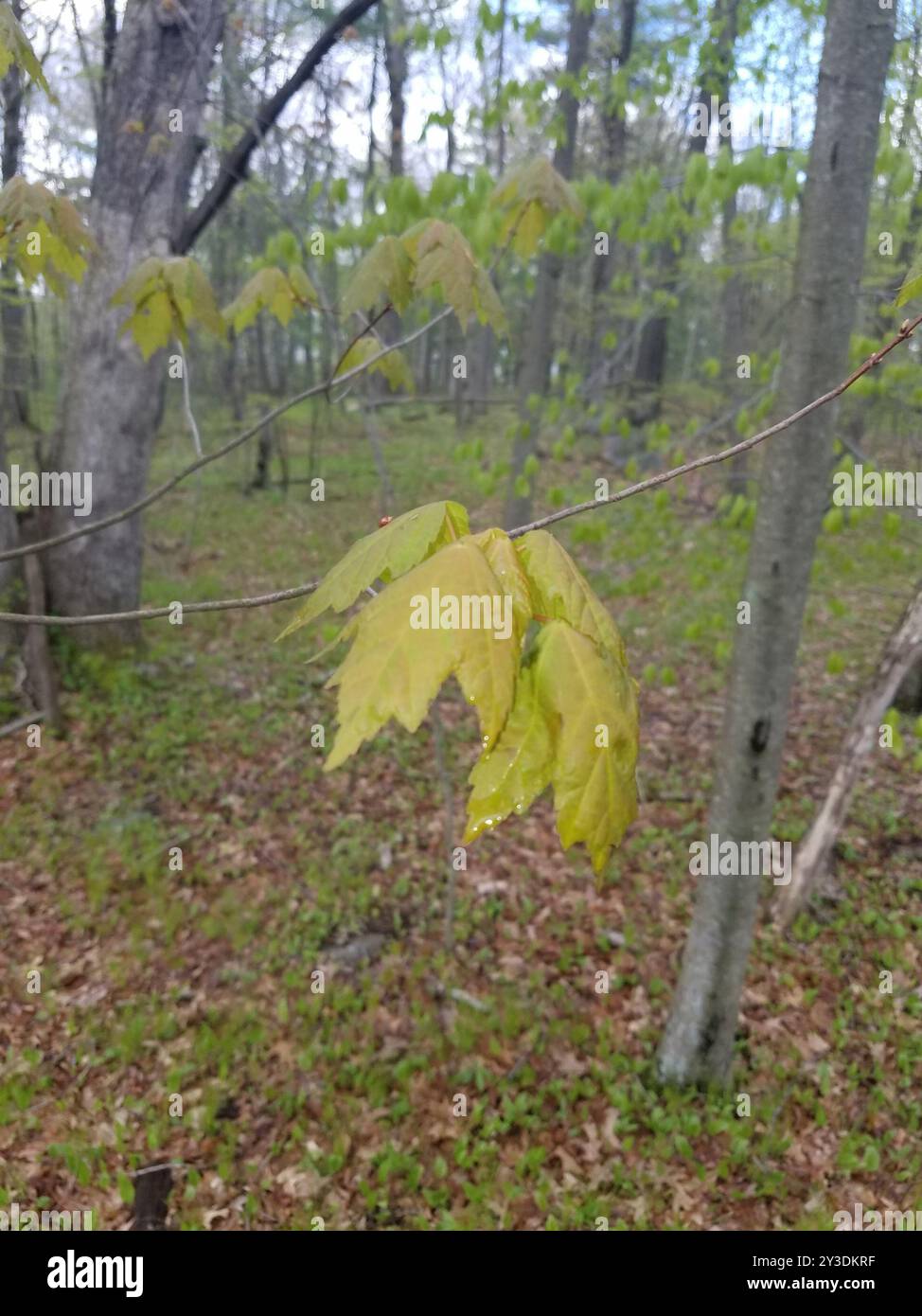 red maple (Acer rubrum) Plantae Stock Photo - Alamy
