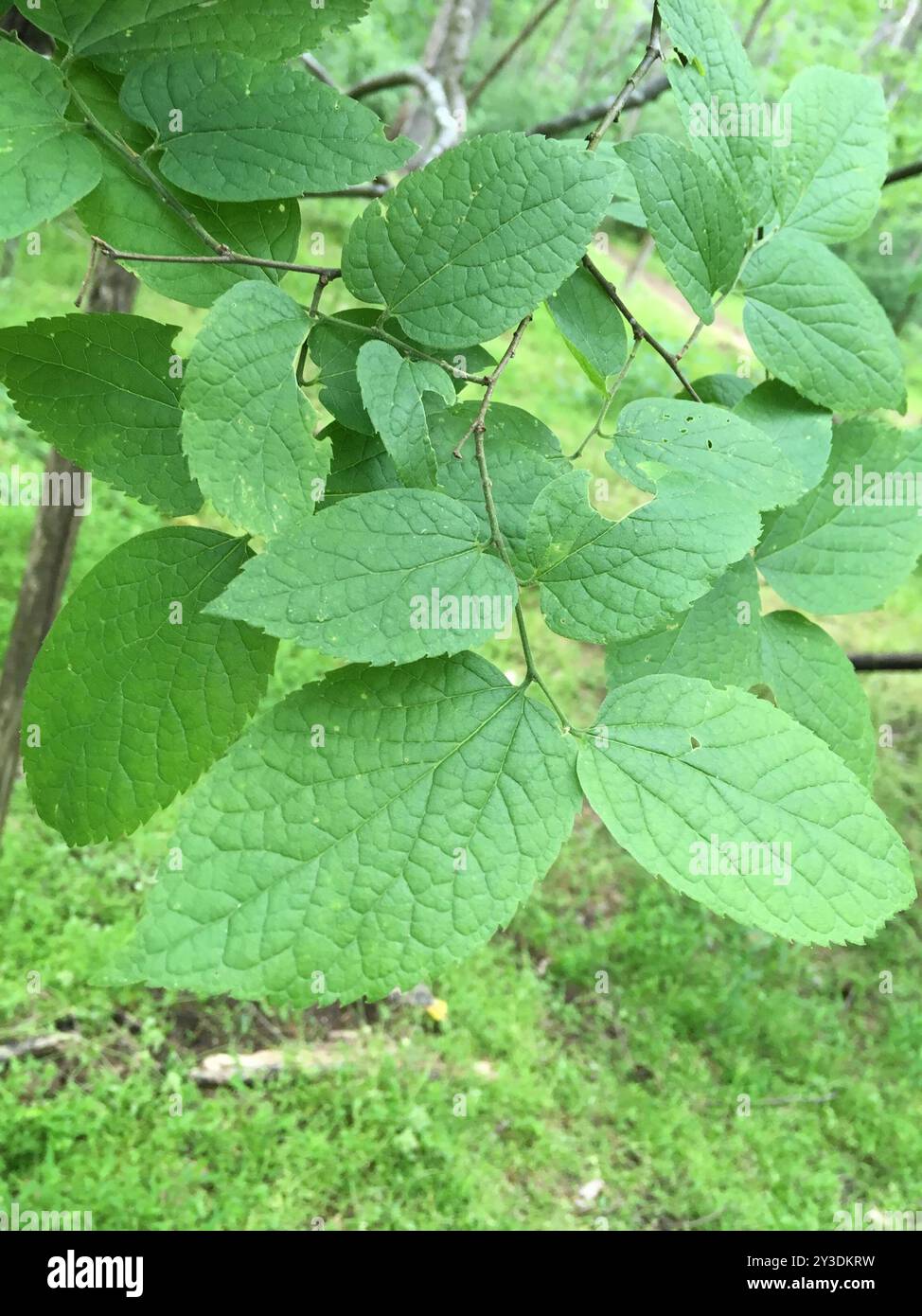 hackberries (Celtis) Plantae Stock Photo - Alamy