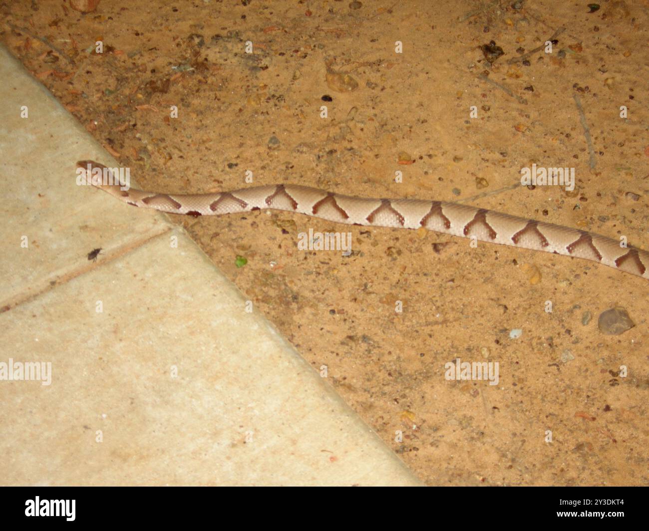 Eastern Copperhead (Agkistrodon contortrix) Reptilia Stock Photo - Alamy