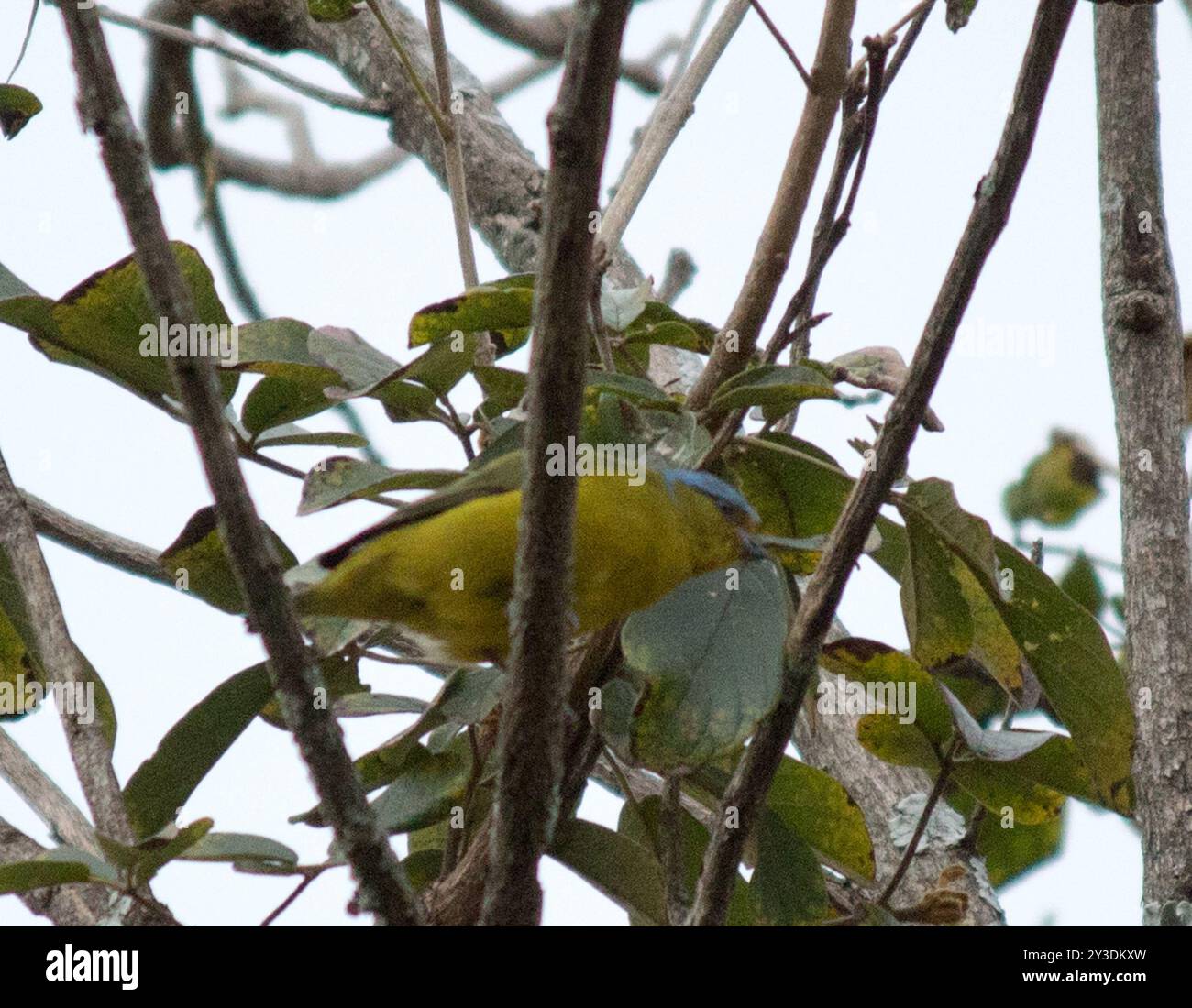 Euphonia and chlorophonia hi-res stock photography and images - Alamy