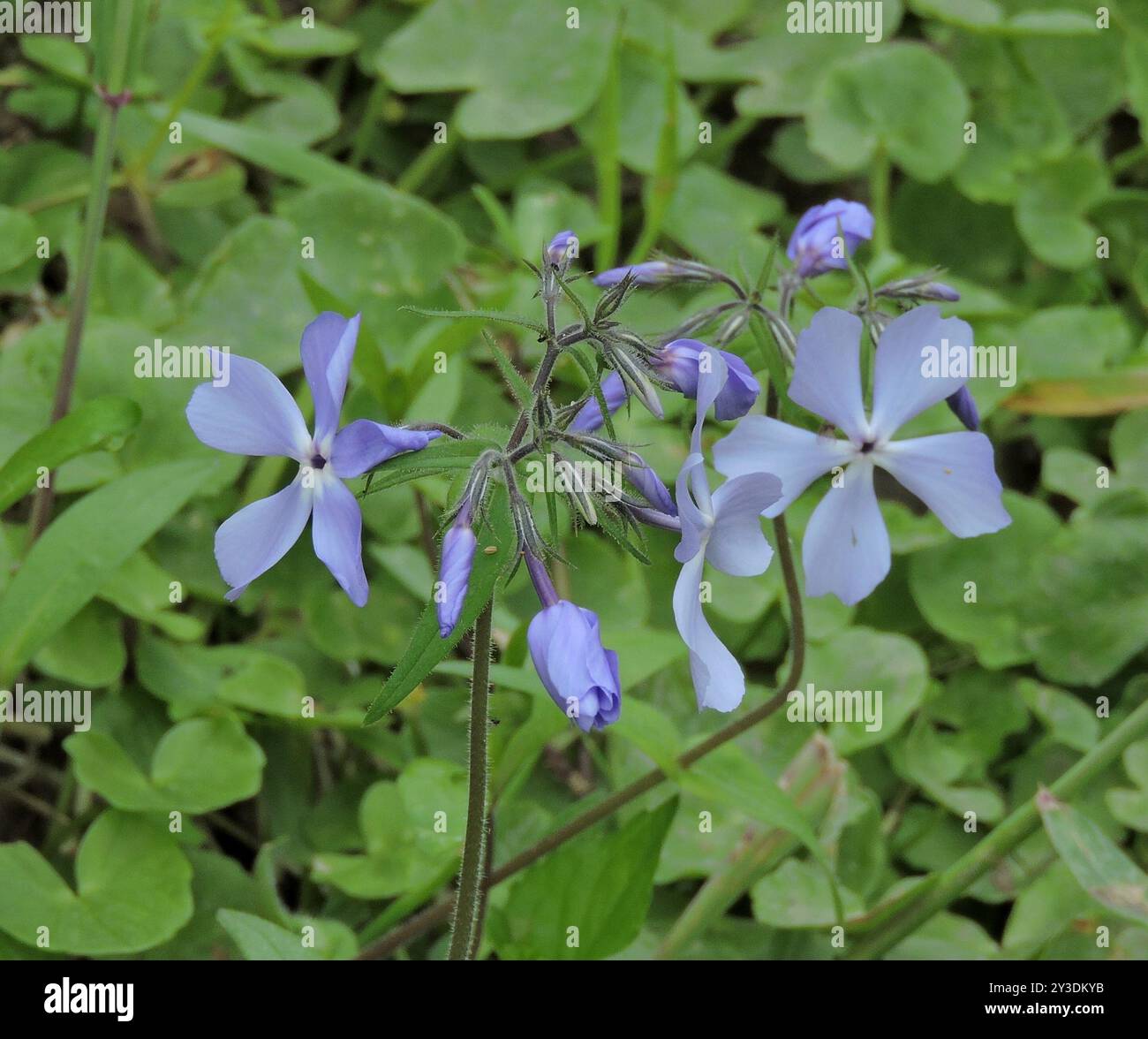 wild blue phlox (Phlox divaricata divaricata) Plantae Stock Photo - Alamy
