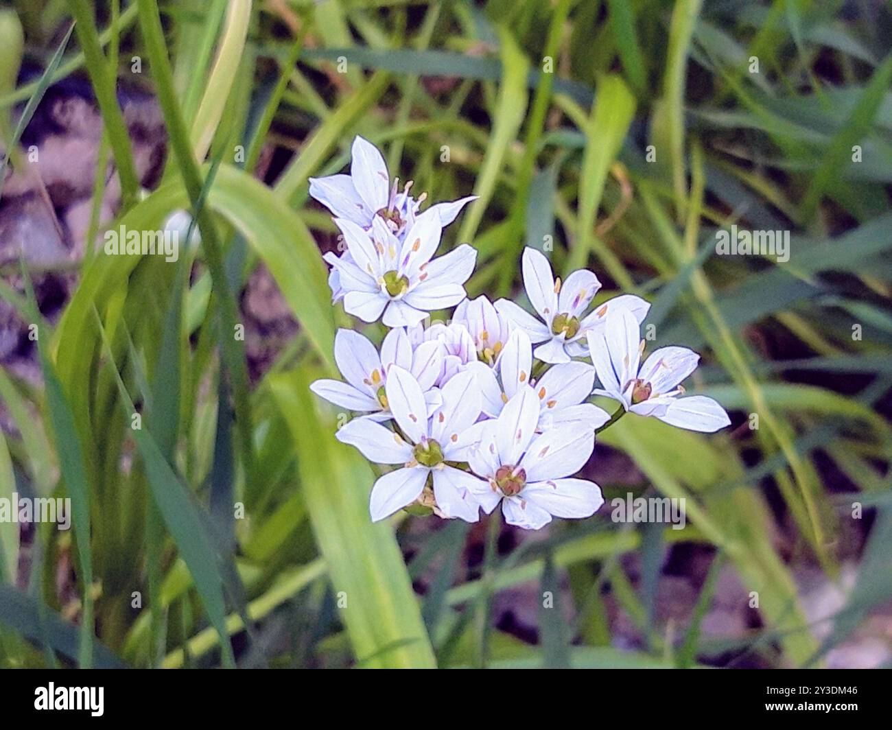 Pink Garlic (Allium trifoliatum) Plantae Stock Photo - Alamy