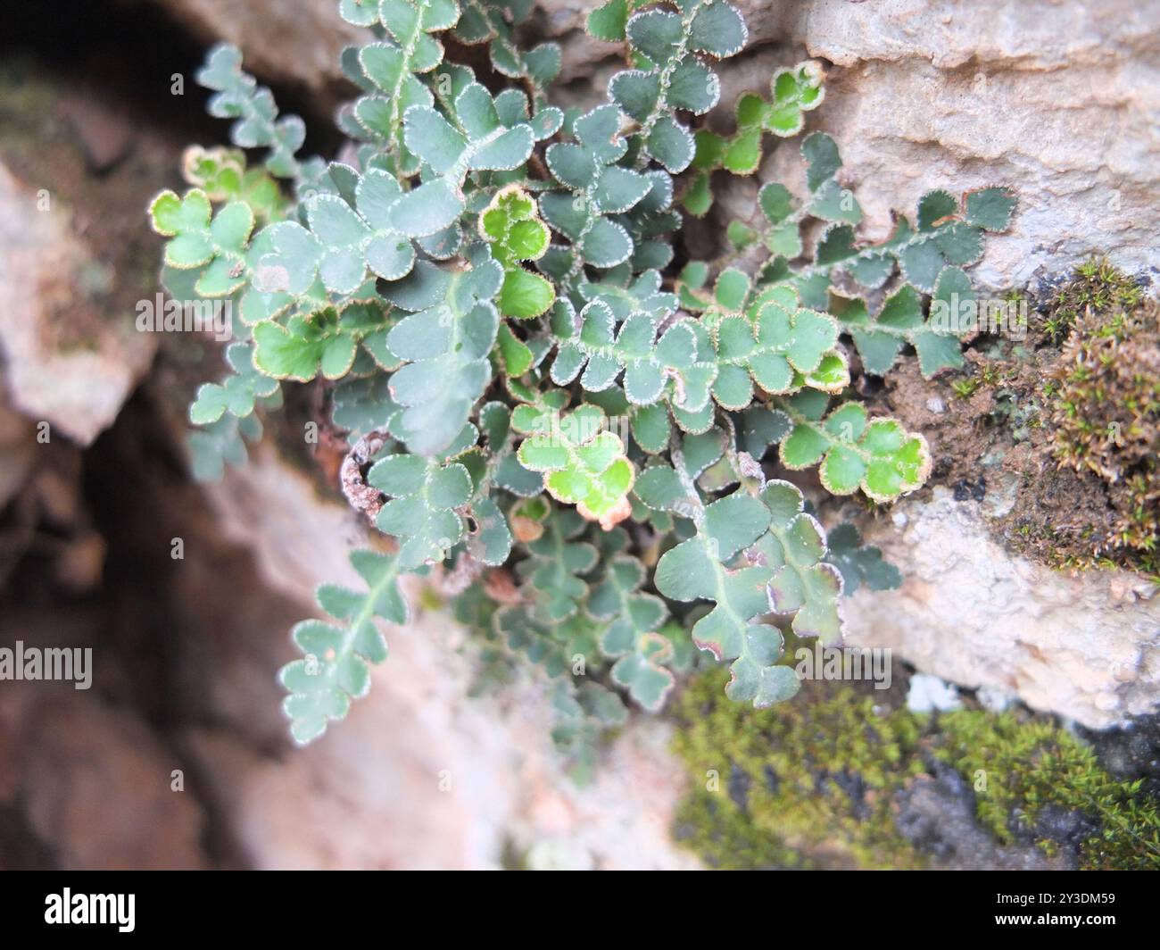 Rustyback (Asplenium ceterach) Plantae Stock Photo - Alamy