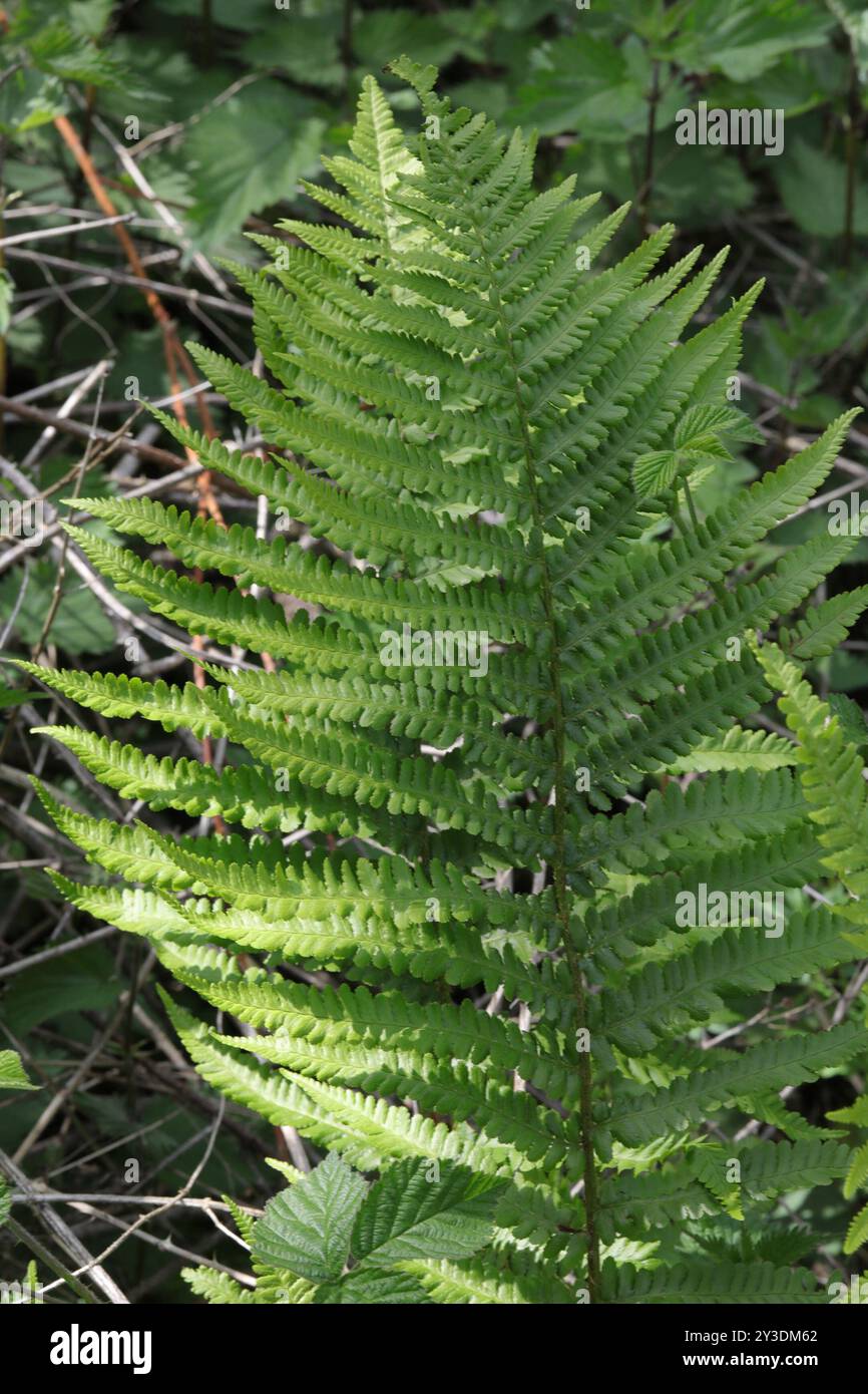 male fern (Dryopteris filix-mas) Plantae Stock Photo - Alamy