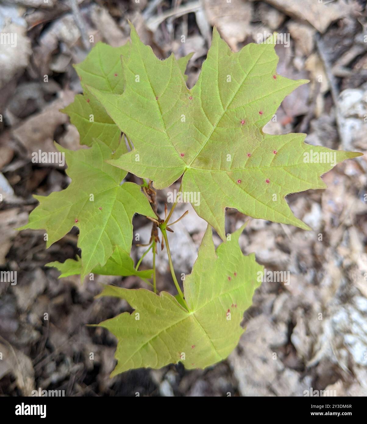 Maple Spindle Gall Mite (Vasates aceriscrumena) Arachnida Stock Photo ...