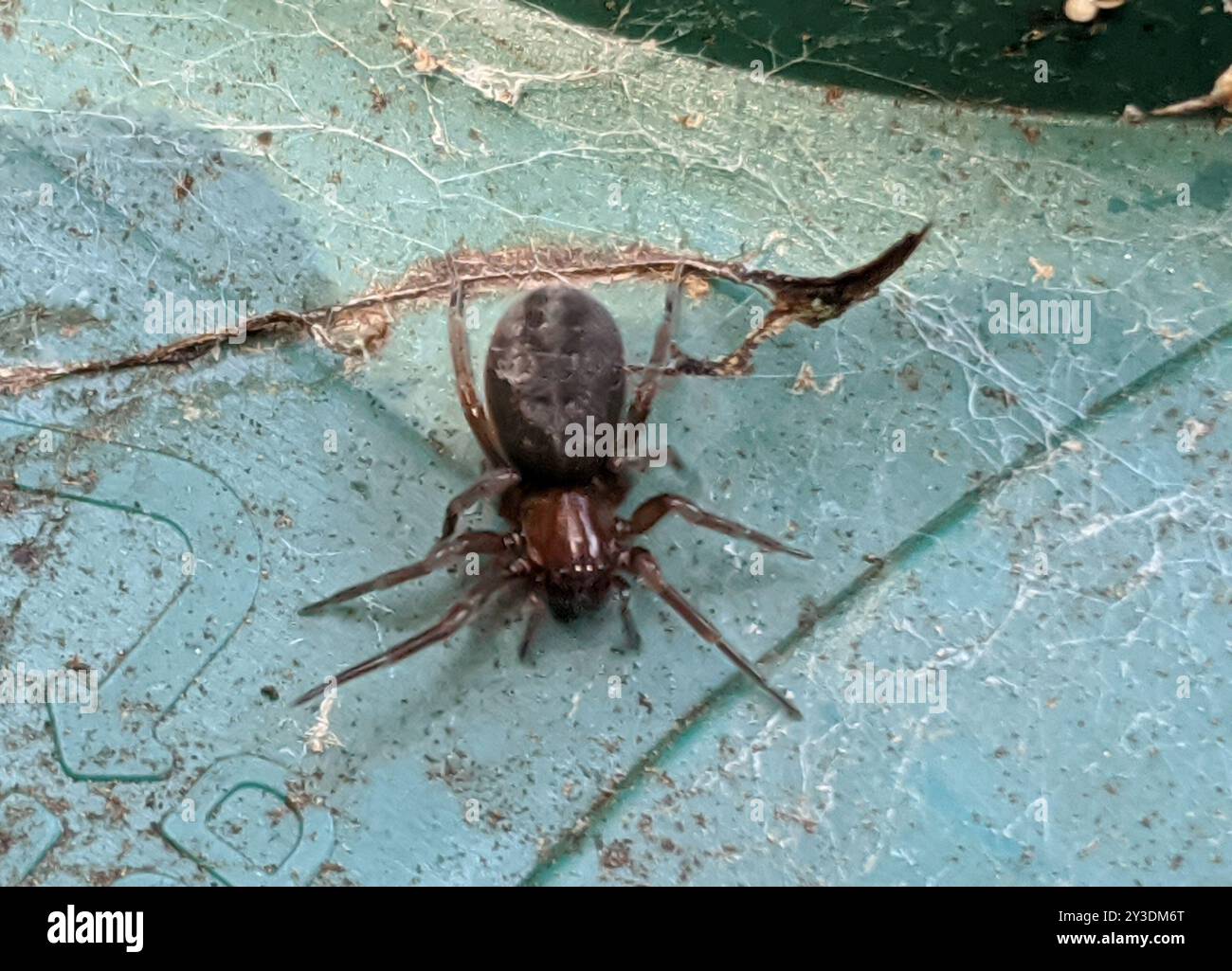 Spiders (Araneae) Arachnida Stock Photo - Alamy