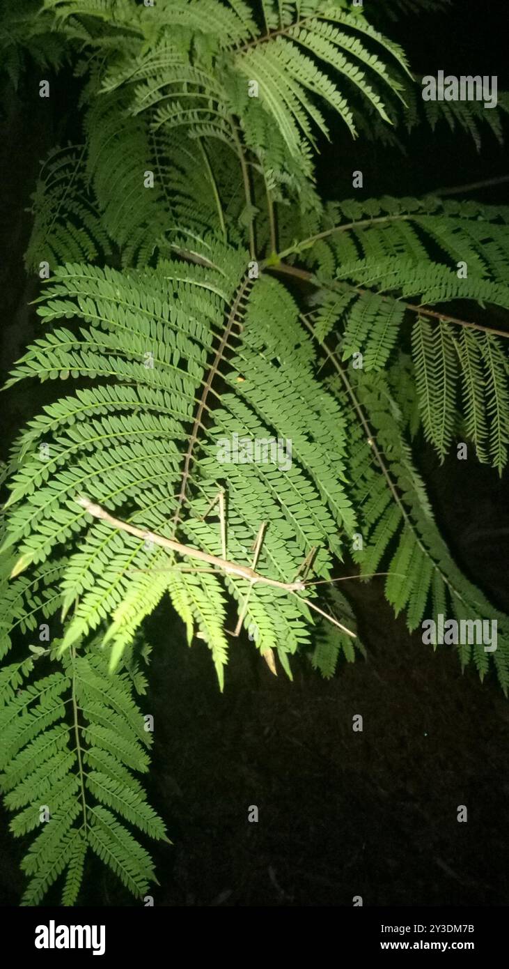 tessellated stick insect (Anchiale austrotessulata) Insecta Stock Photo ...