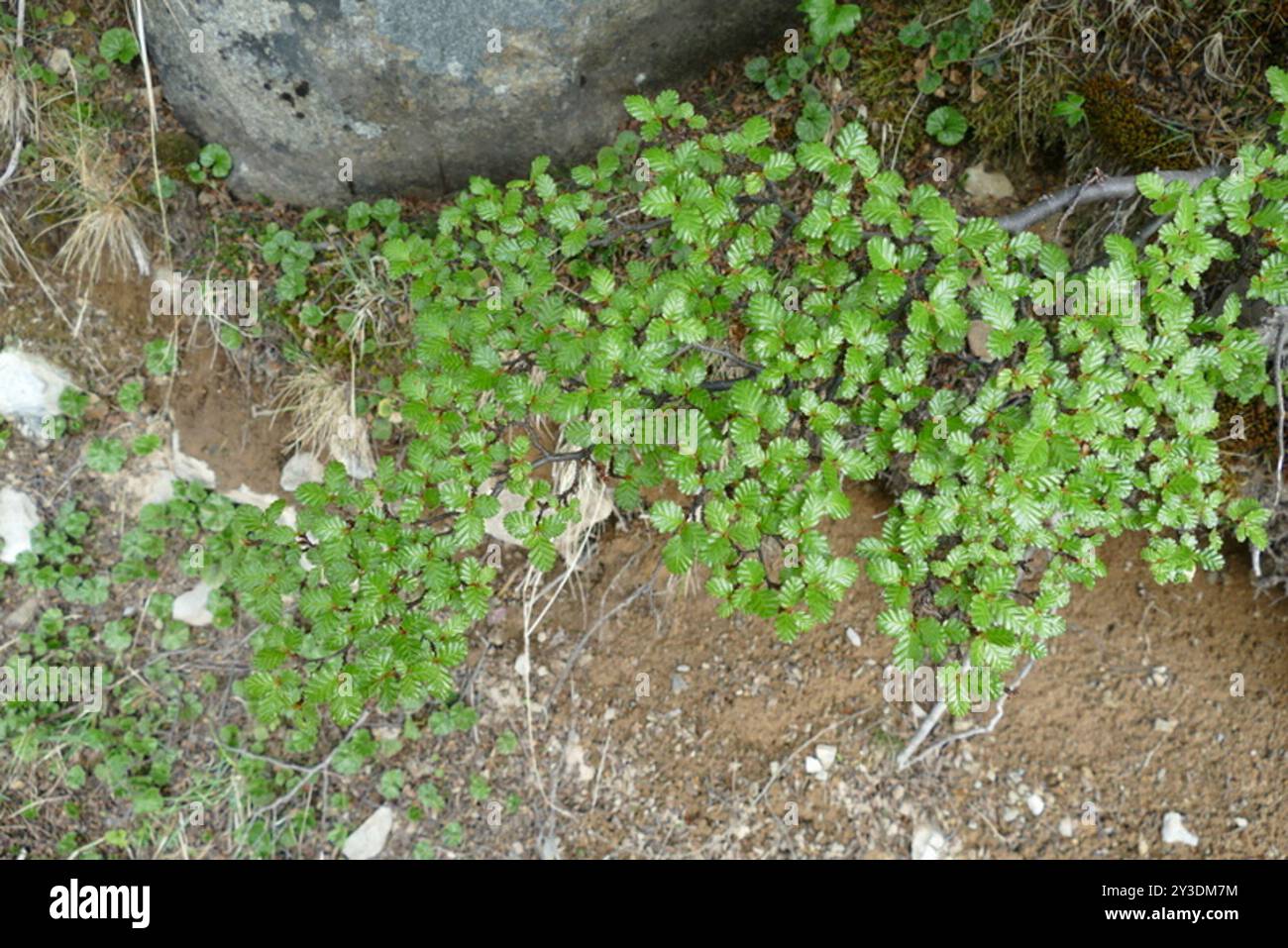 Lenga Beech (Nothofagus pumilio) Plantae Stock Photo - Alamy
