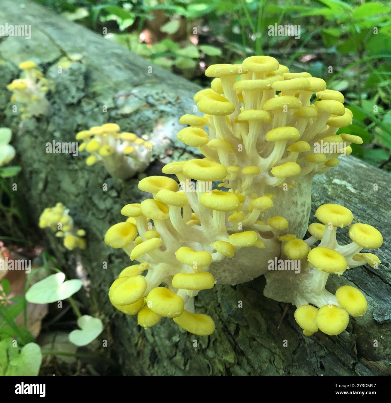 Golden Oyster Mushroom (Pleurotus citrinopileatus) Fungi Stock Photo ...