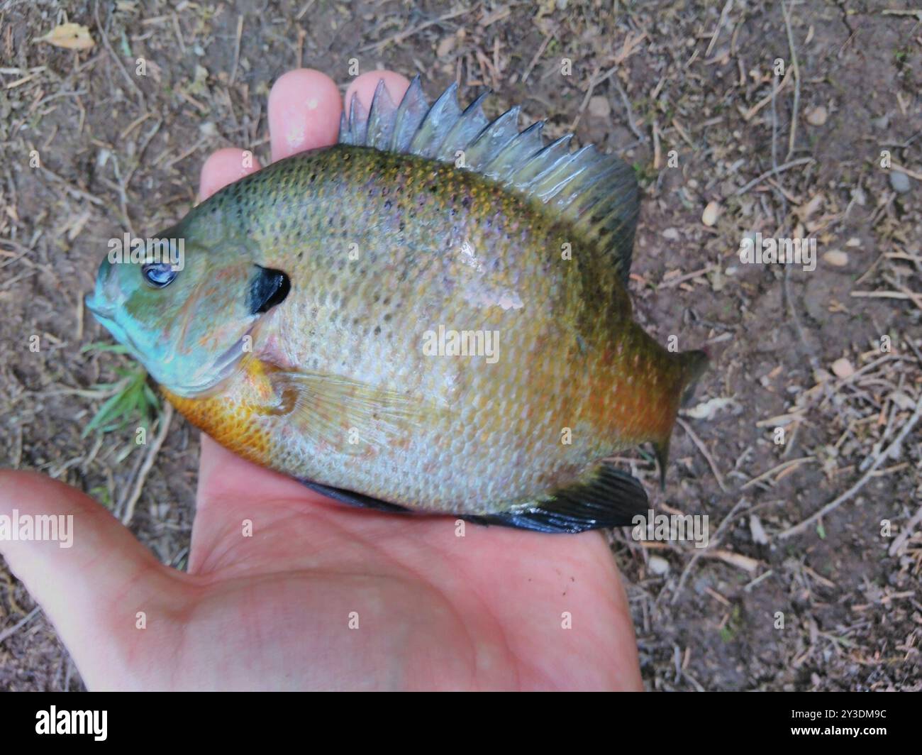 Bluegill (Lepomis macrochirus) Actinopterygii Stock Photo - Alamy
