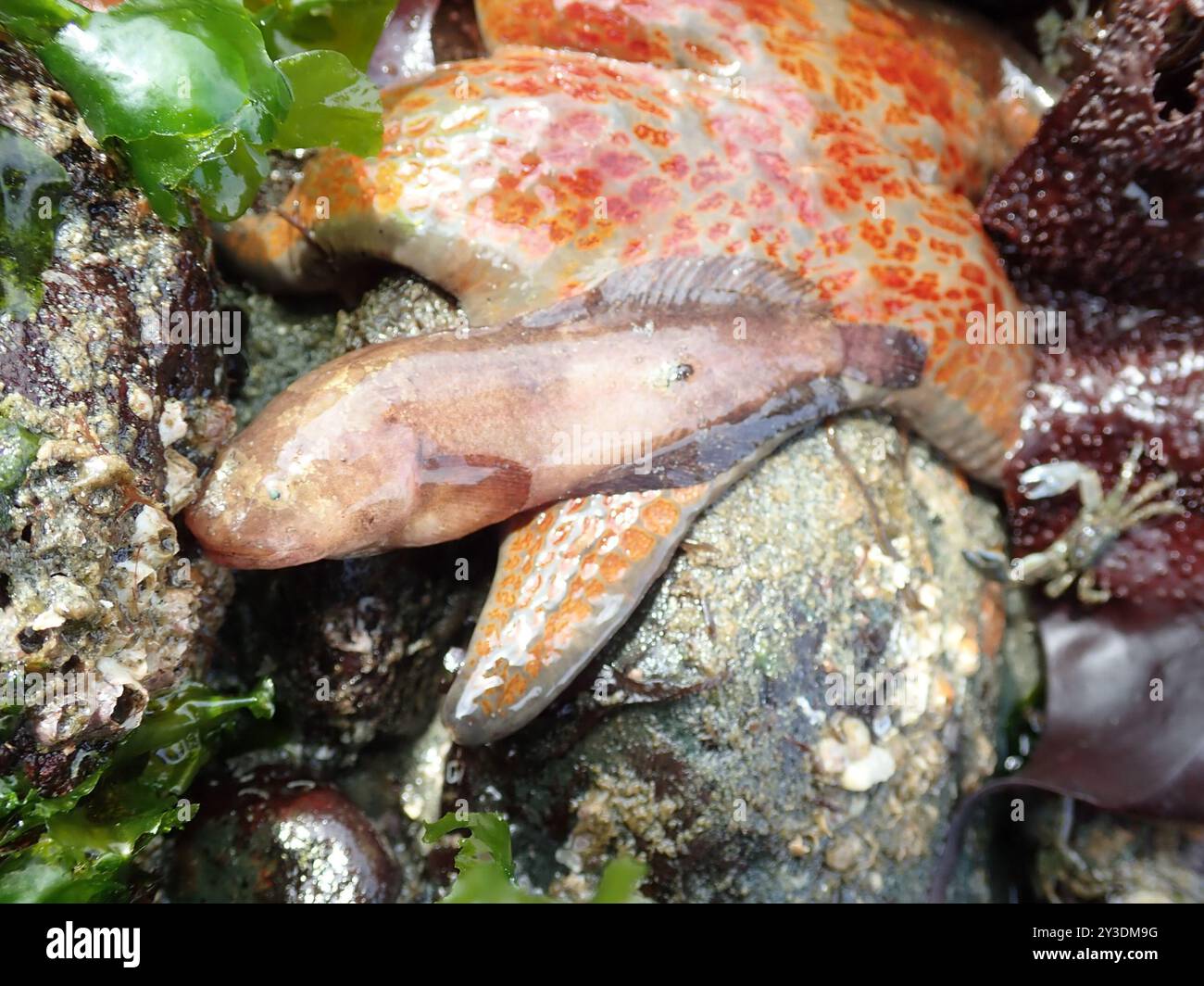 Marbled Snailfish (Liparis dennyi) Actinopterygii Stock Photo - Alamy