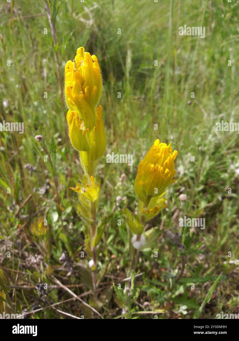 golden Indian paintbrush (Castilleja levisecta) Plantae Stock Photo - Alamy