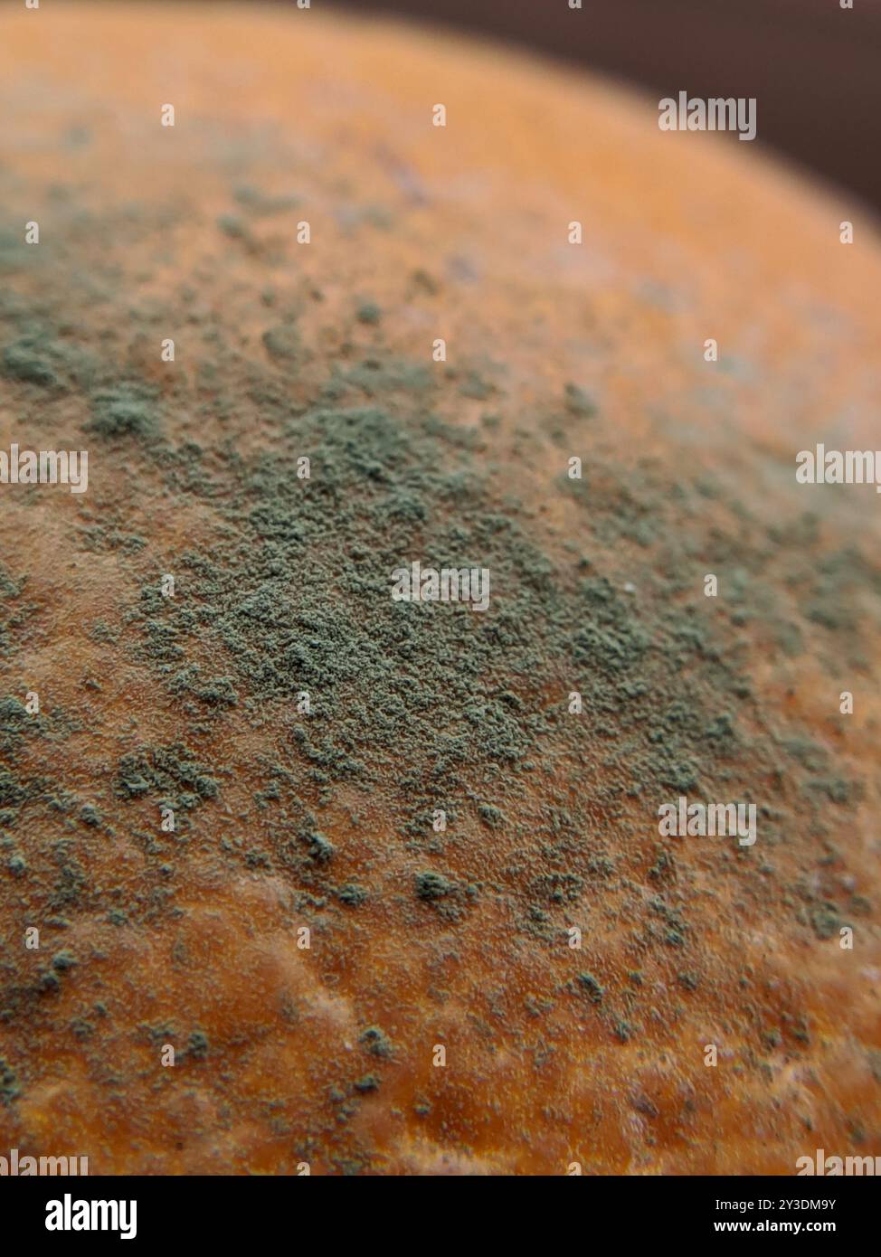 citrus green mold (Penicillium digitatum) Fungi Stock Photo - Alamy