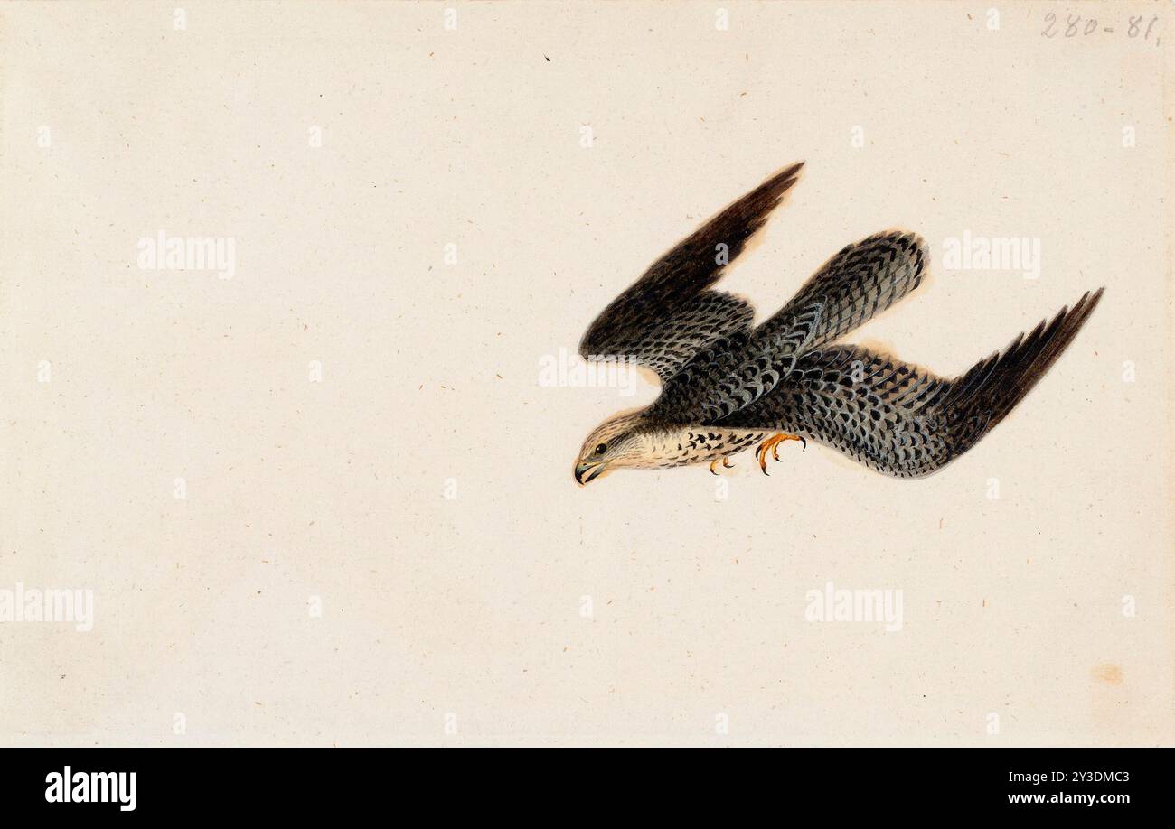 Eurasian Sparrowhawk Flying, 1830 Stock Photo - Alamy